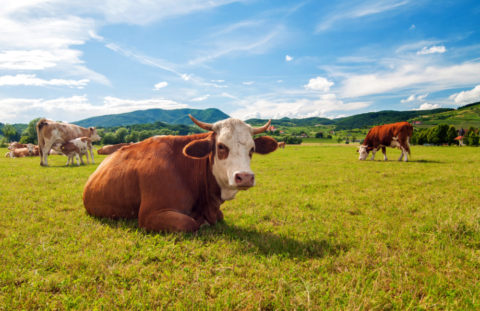 Alberta Farm-fresh Meats in Bulk | Alberta Farm to Table