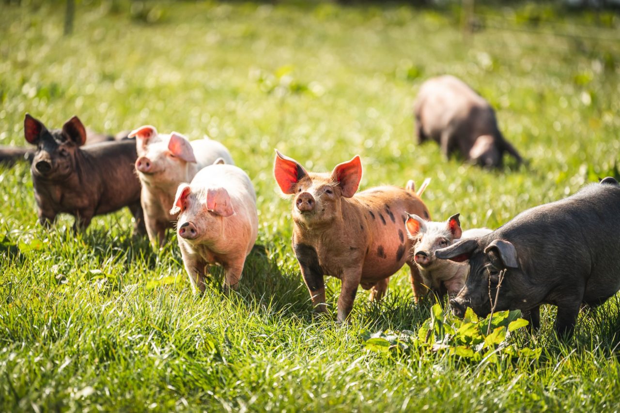 Our Animals | Alberta Farm-fresh Meats in Bulk